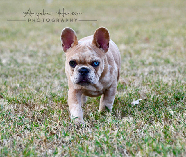 RBF/ Red Rope - Peaches Pooches OK :Peaches Pooches OK